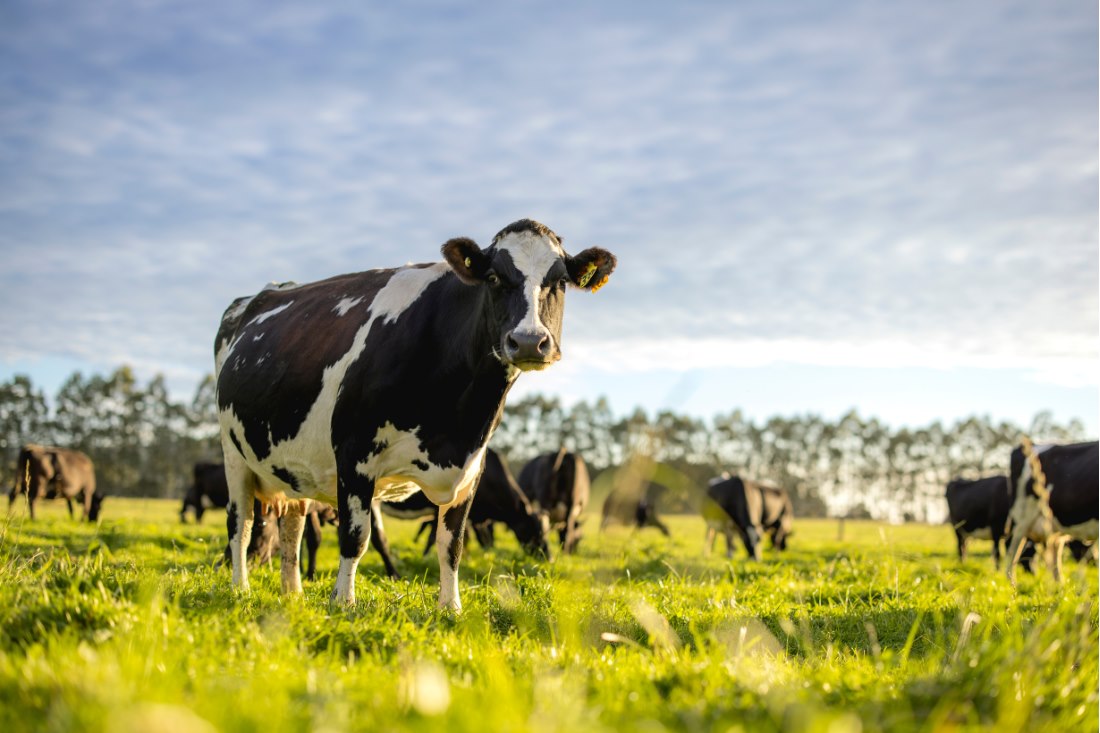 Extra payment on offer again to farmers thanks to Nestlé partnership