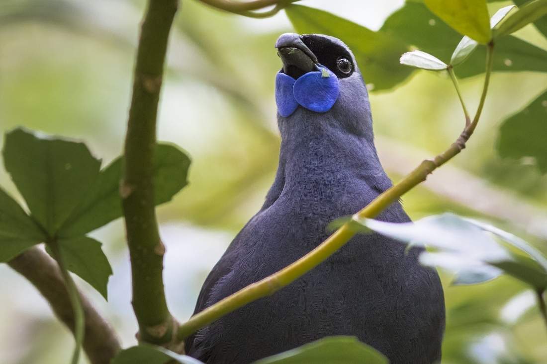 Boosting the survival of the rare kōkako bird